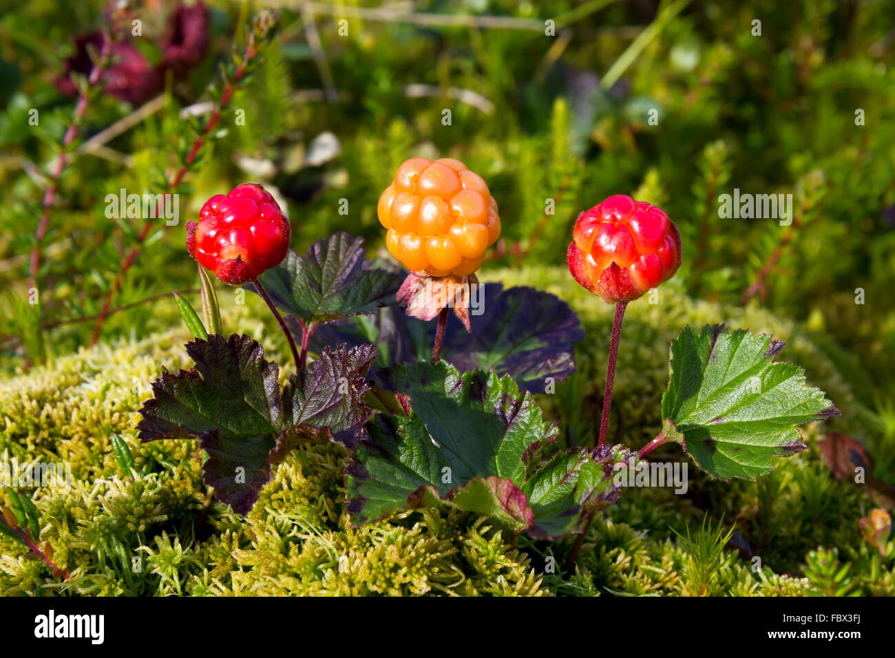 Chamaemorus hi-res stock photography and images - Alamy