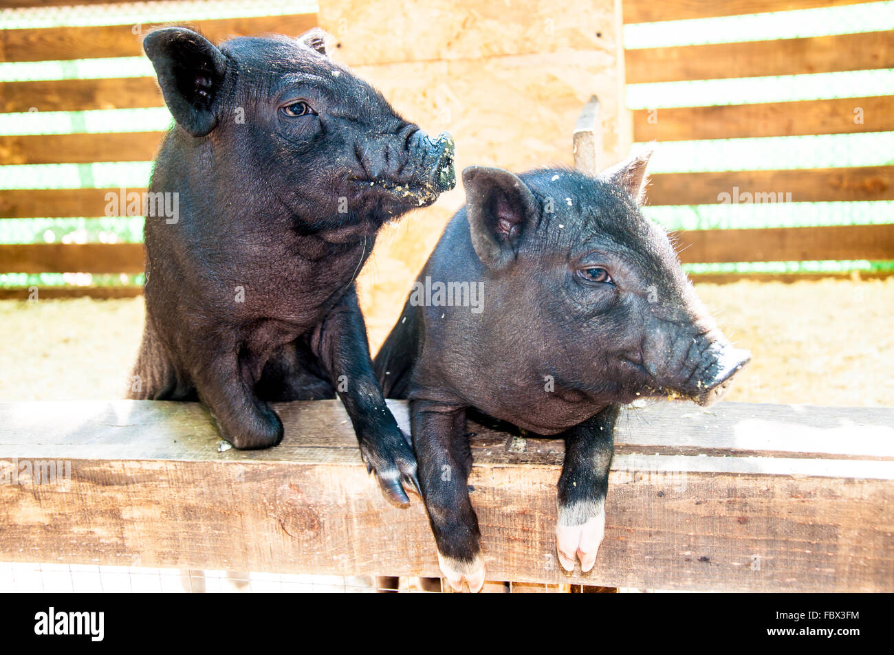 Small, black piglet Stock Photo - Alamy