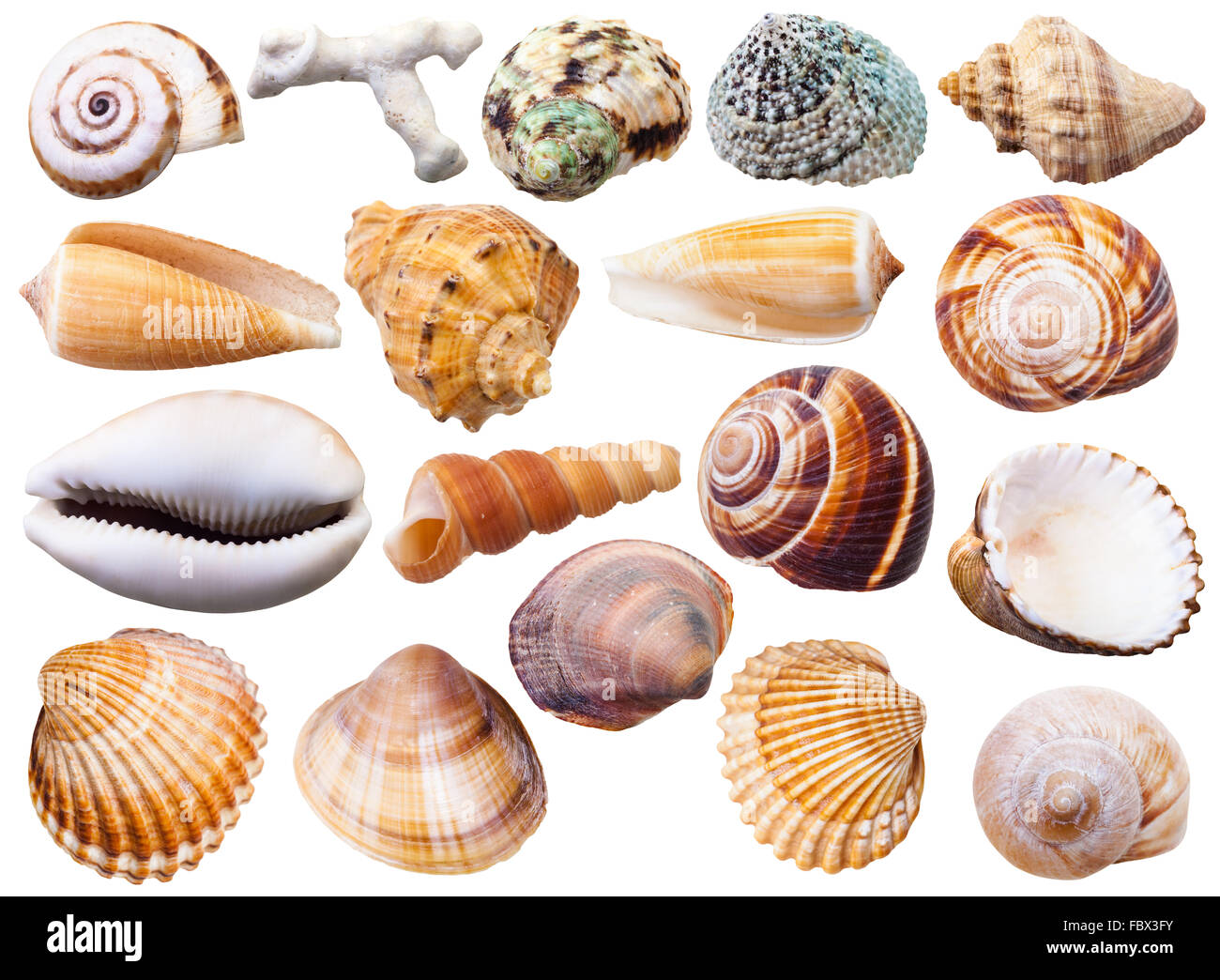 set of various mollusc shells isolated on white background Stock Photo ...