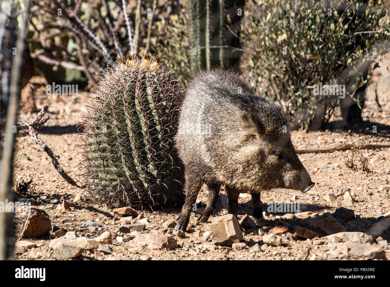 Javelina desert hi-res stock photography and images - Alamy