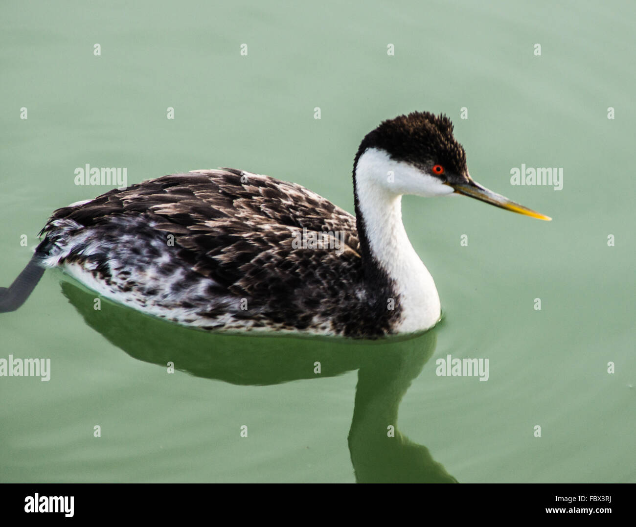 Swan grebe hi-res stock photography and images - Alamy