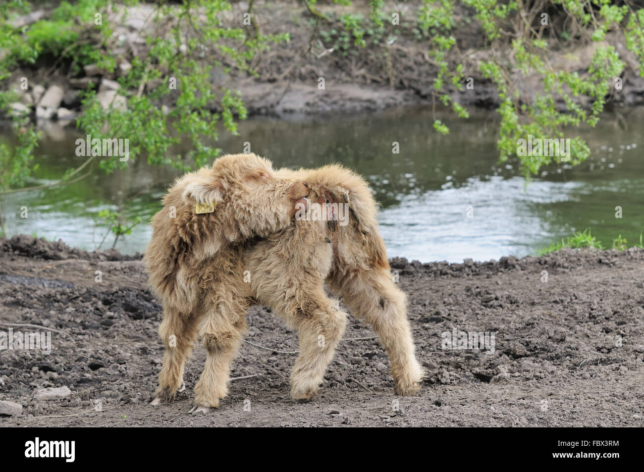 Heck Cows High Resolution Stock Photography and Images - Alamy
