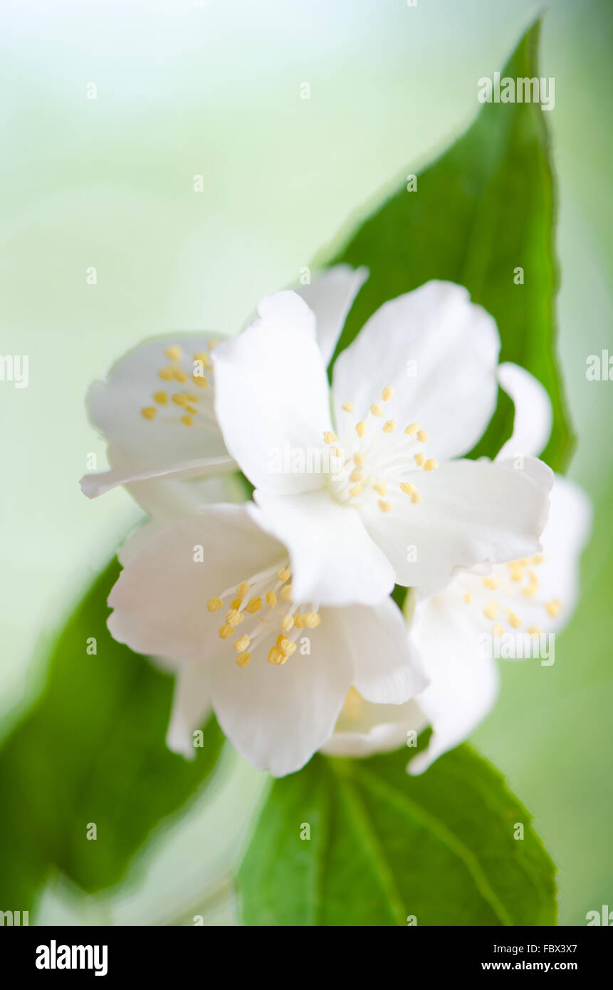 Jasmin flowers hi-res stock photography and images - Alamy