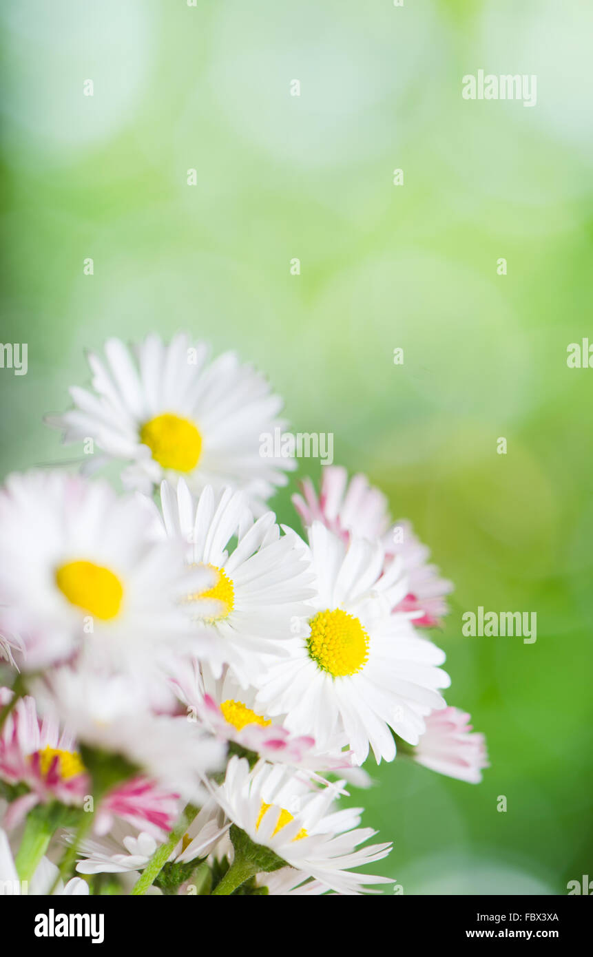 Close up daisy hi-res stock photography and images - Alamy