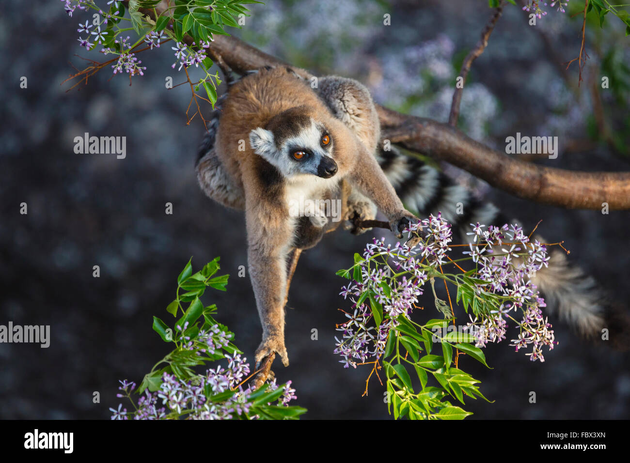 Ring Tailed lemur, catta, in the Anja Community reserve, Ambalavao ...