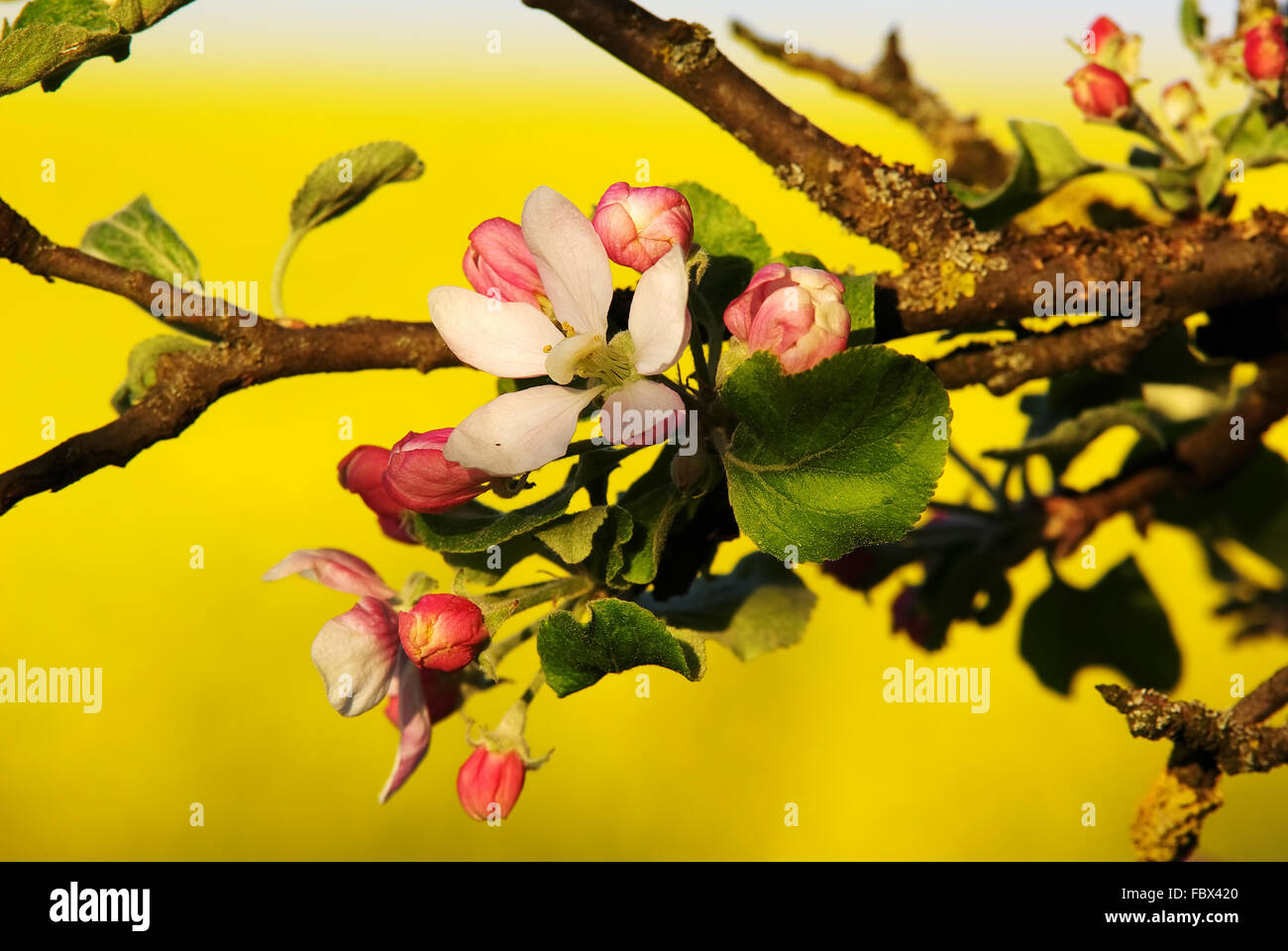 Red love apple trees hi-res stock photography and images - Alamy
