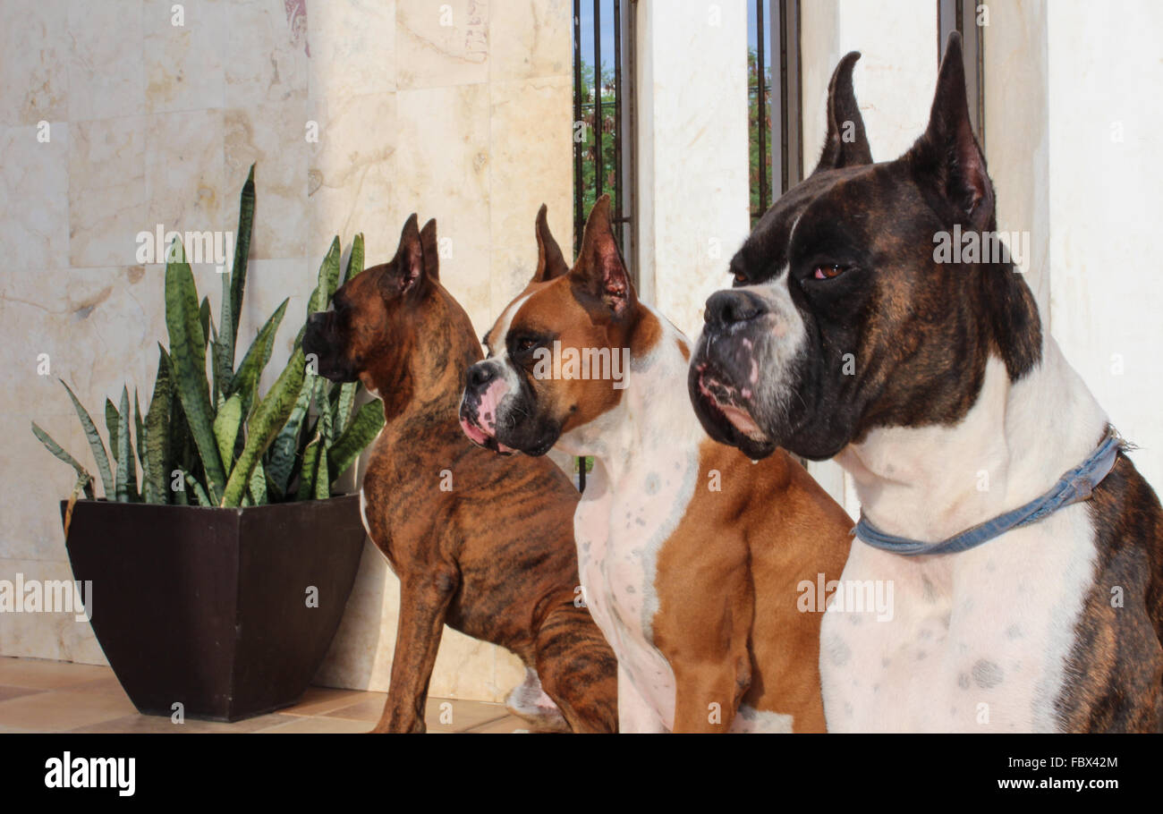 Boxer dog cropped ears hi-res stock photography and images - Alamy