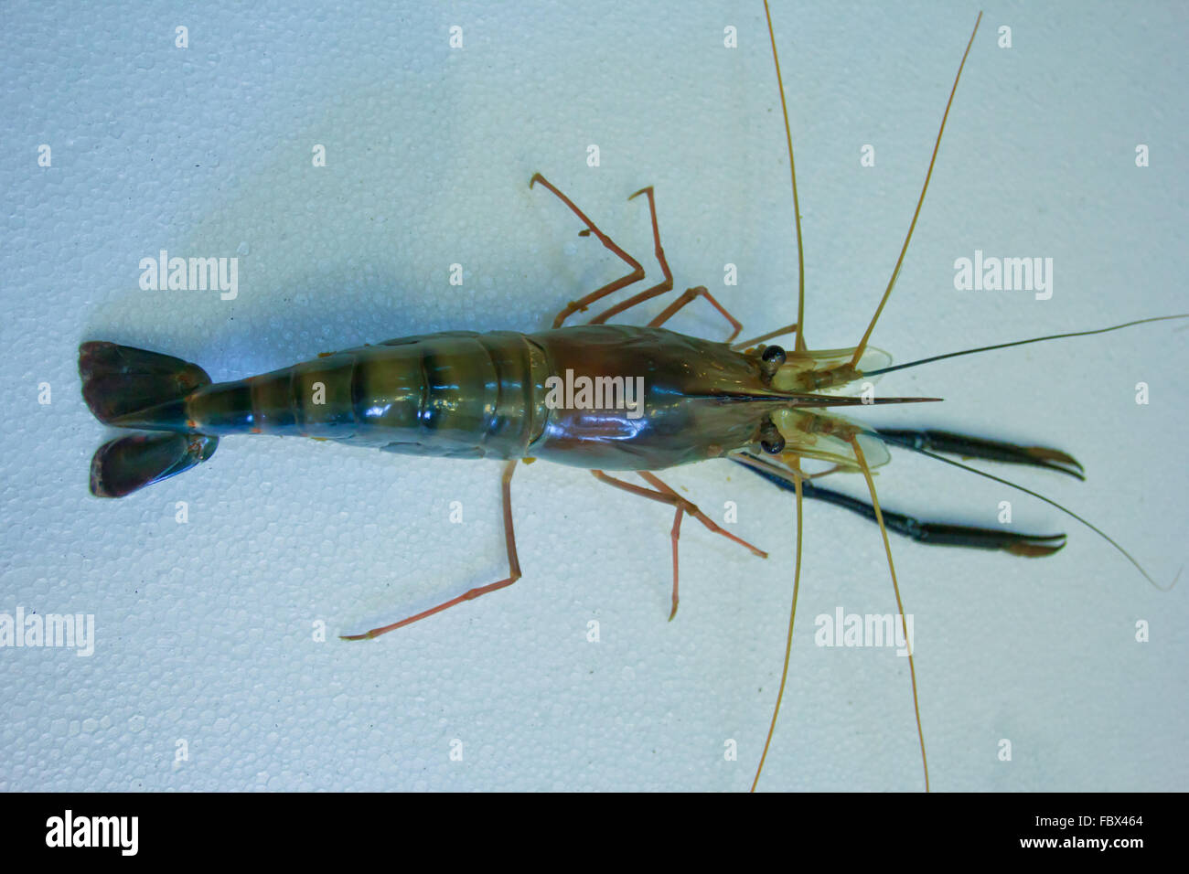 Giant prawn hi-res stock photography and images - Alamy