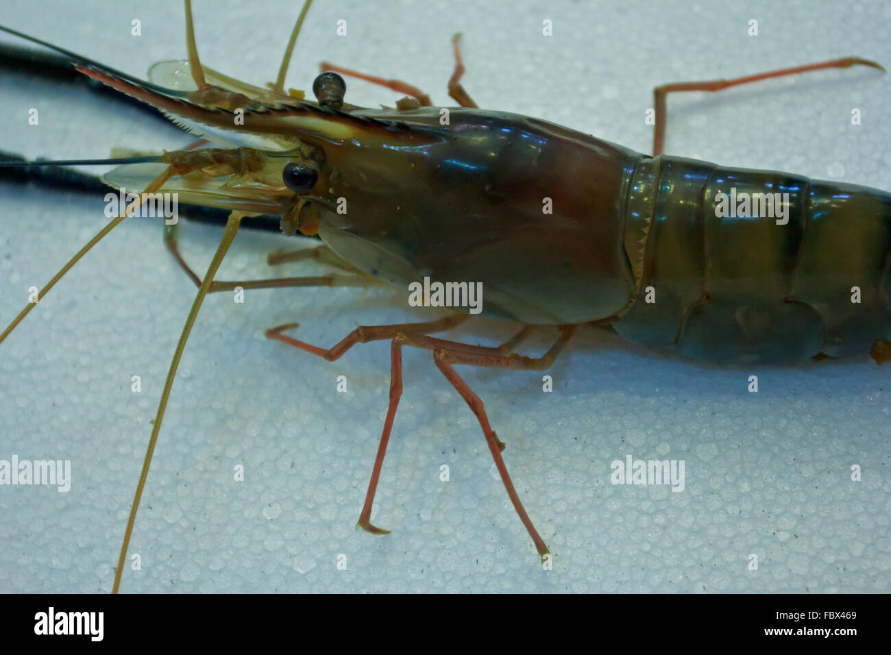 Giant prawn hi-res stock photography and images - Alamy