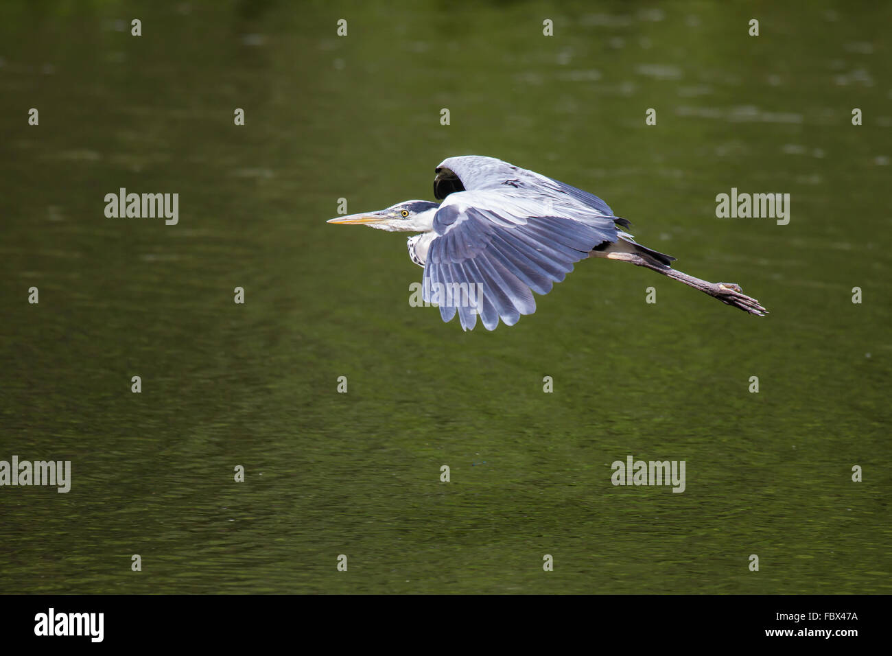 Flying grey heron 4 Stock Photo - Alamy