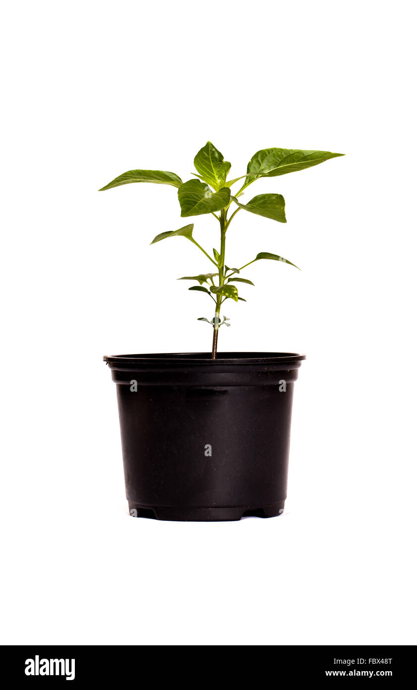 The chilly Cut Out Stock Images & Pictures - Alamy