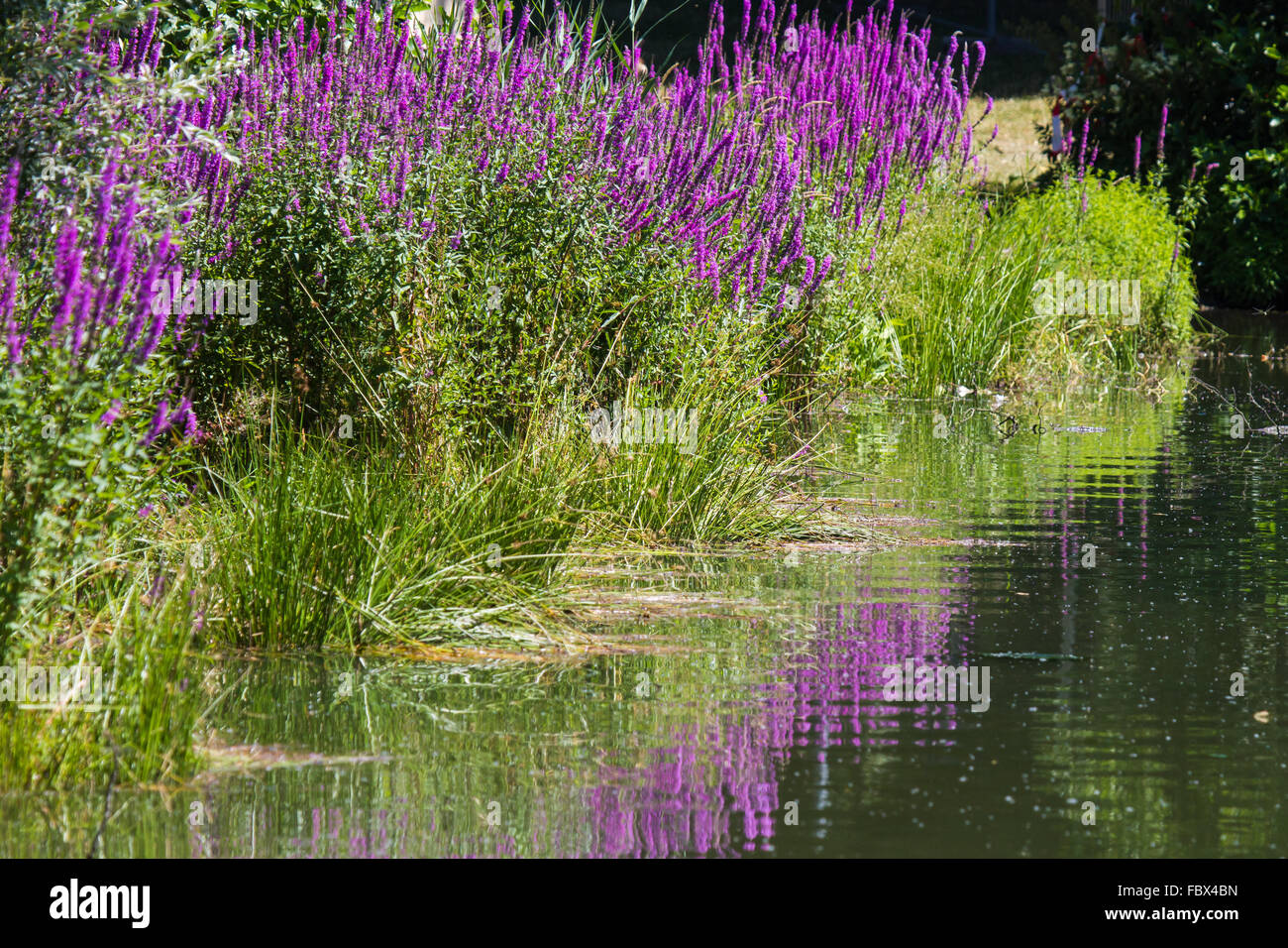 Pond shore hi-res stock photography and images - Alamy