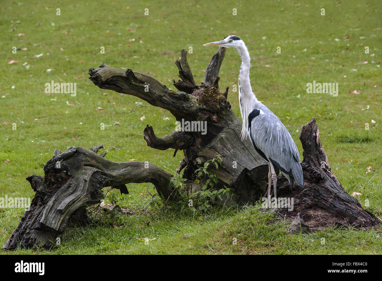 Grey stumps hi-res stock photography and images - Alamy