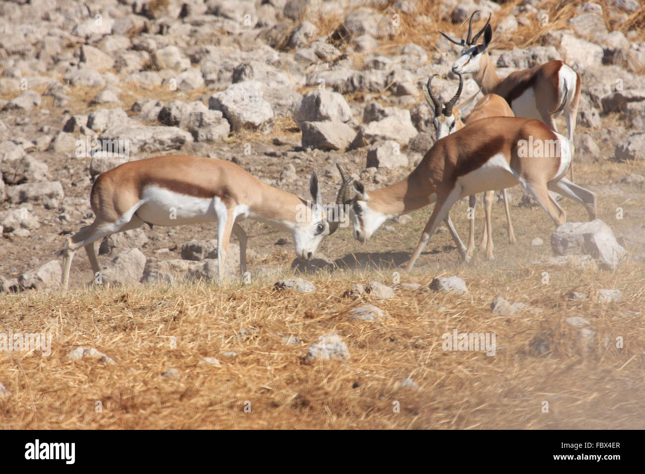 Springbok fighting hi-res stock photography and images - Alamy