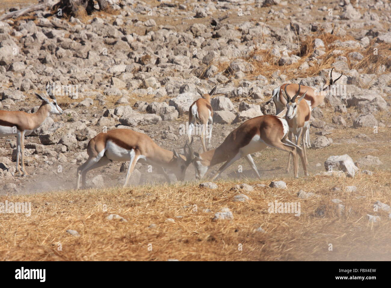 Springbok fighting hi-res stock photography and images - Alamy
