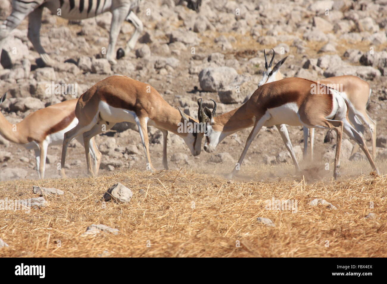 Springbok fighting hi-res stock photography and images - Alamy
