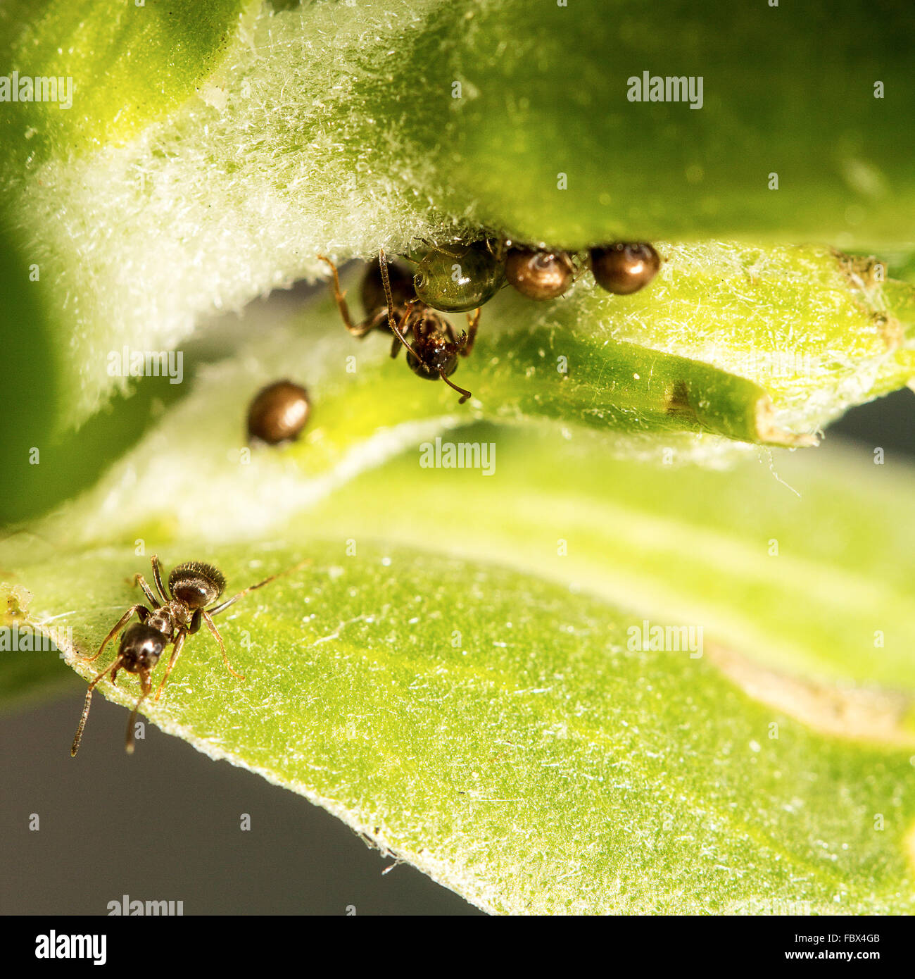 ants and aphids Stock Photo - Alamy