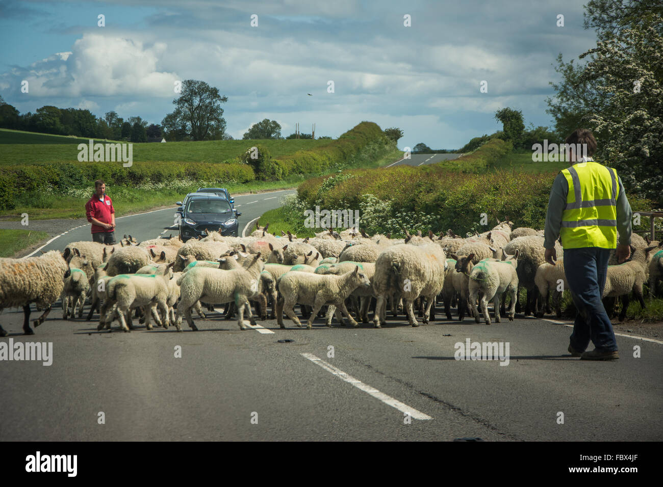 Sheep crossing the road in Shropshire, England Stock Photo - Alamy