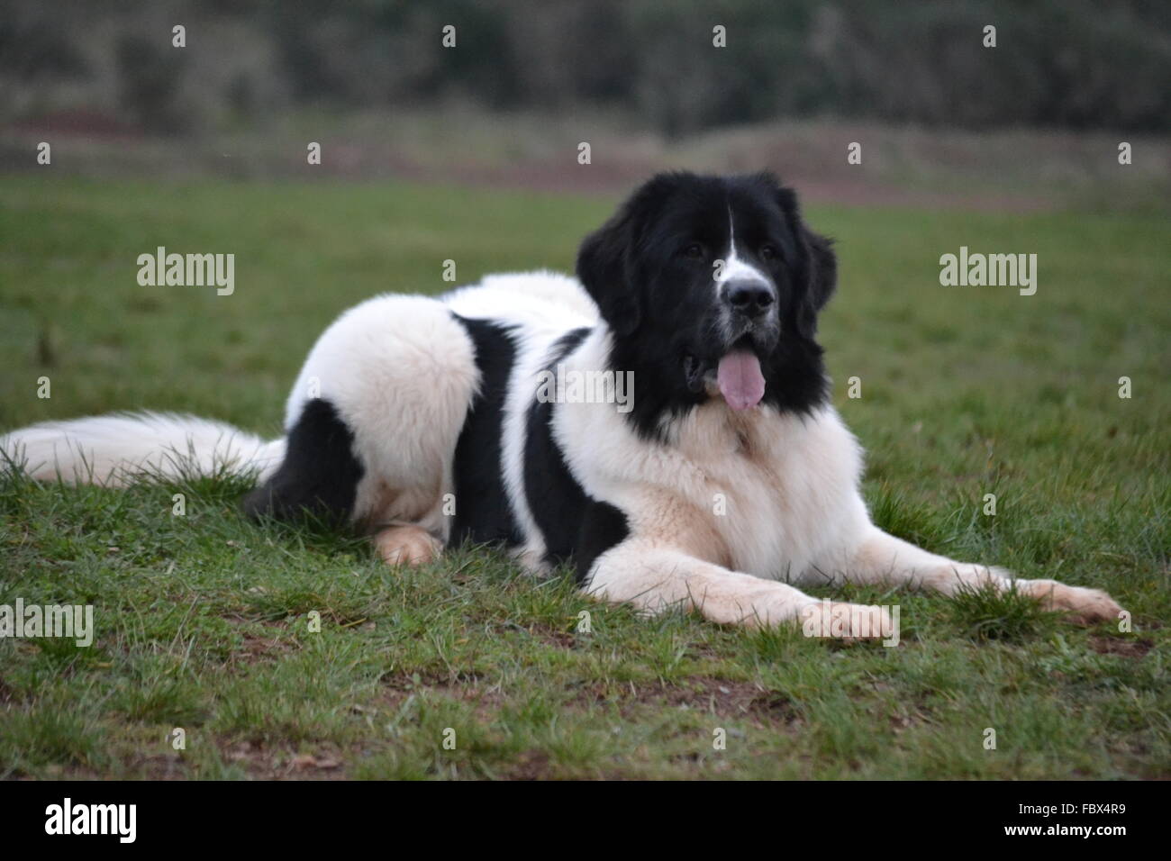 landseer, landseer dog, newfoundland, puppy, water work, waterwork, dog ...