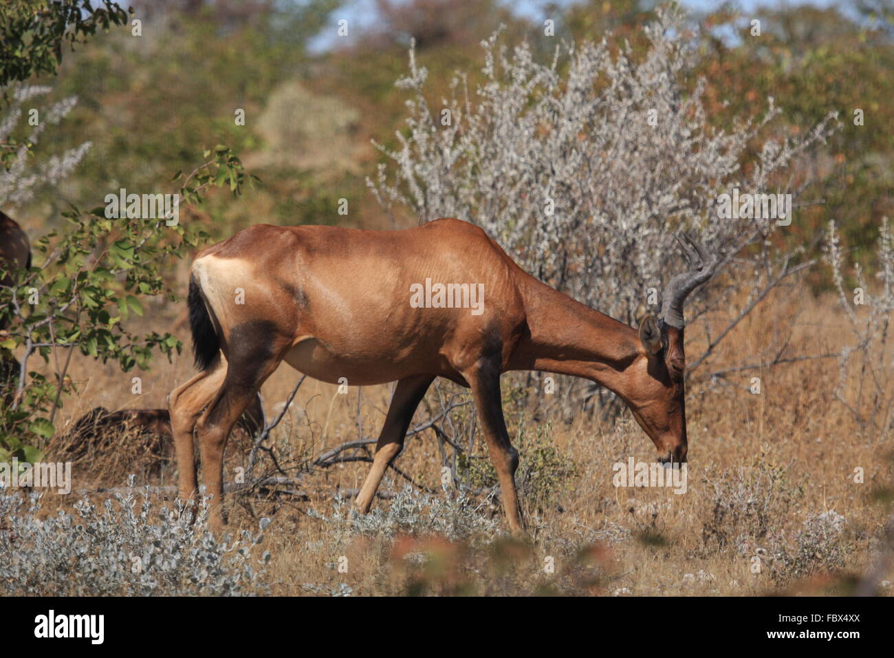 Red heart beast hi-res stock photography and images - Alamy