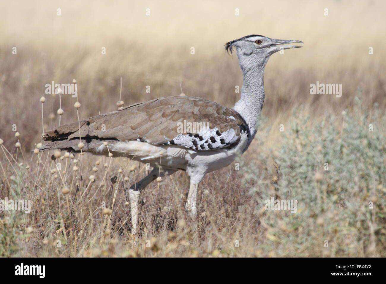 Great bustard the great hi-res stock photography and images - Alamy