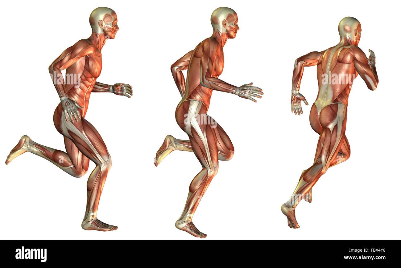 Muscle performance study in men Stock Photo - Alamy