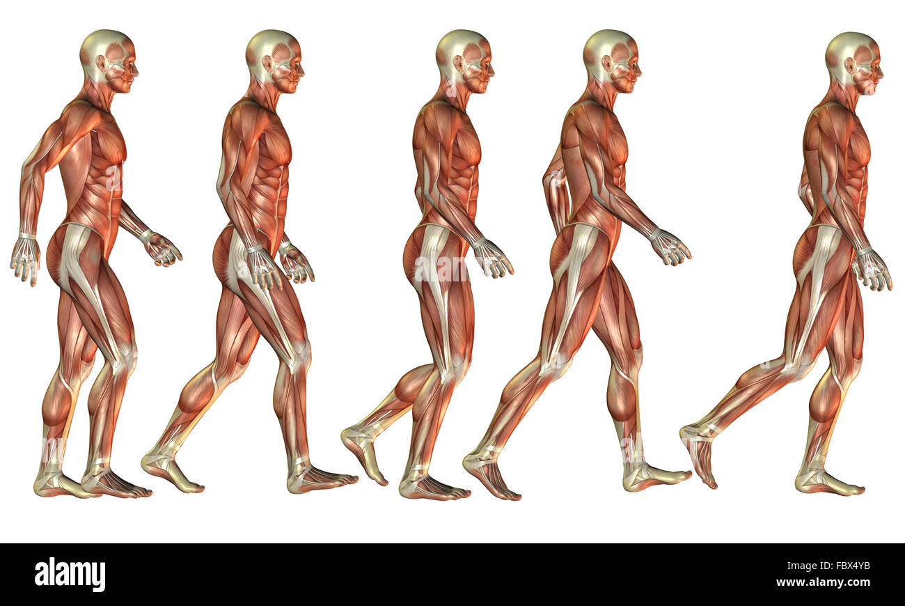 Running Male muscle study Stock Photo - Alamy