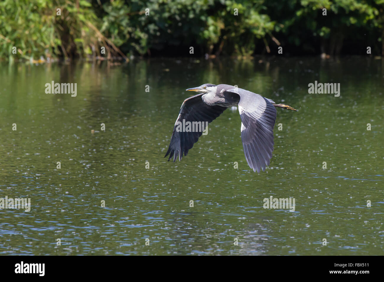 Flying grey heron 5 Stock Photo - Alamy