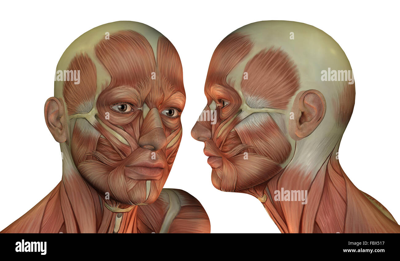 Structure of the head hi-res stock photography and images - Alamy