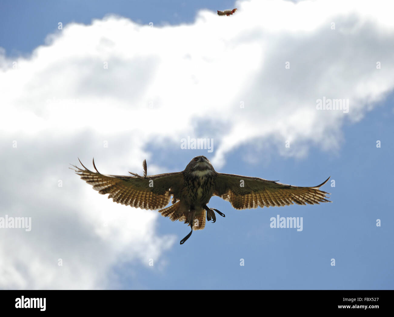 Approach of predator hi-res stock photography and images - Alamy
