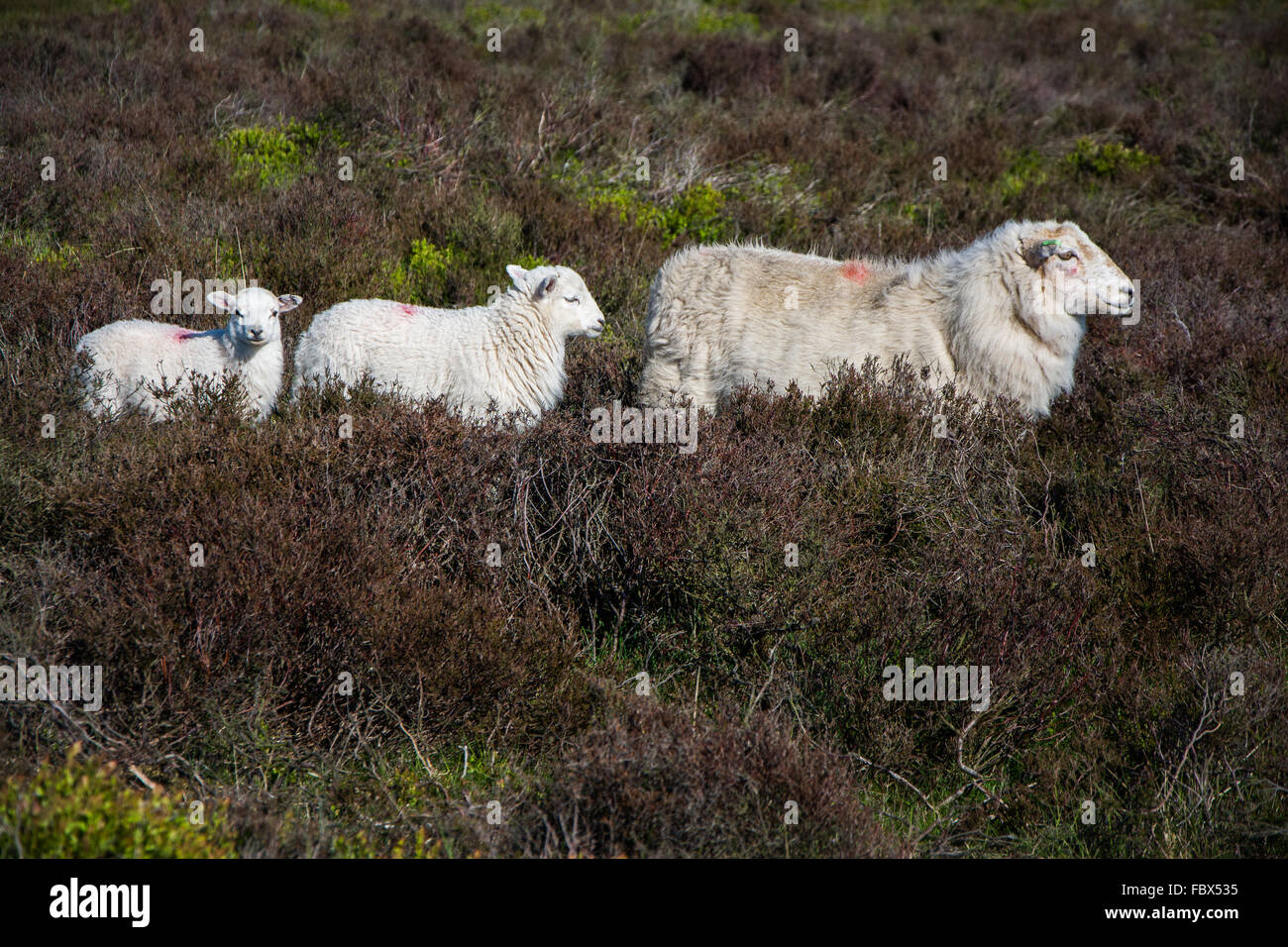 Sheep family hi-res stock photography and images - Alamy