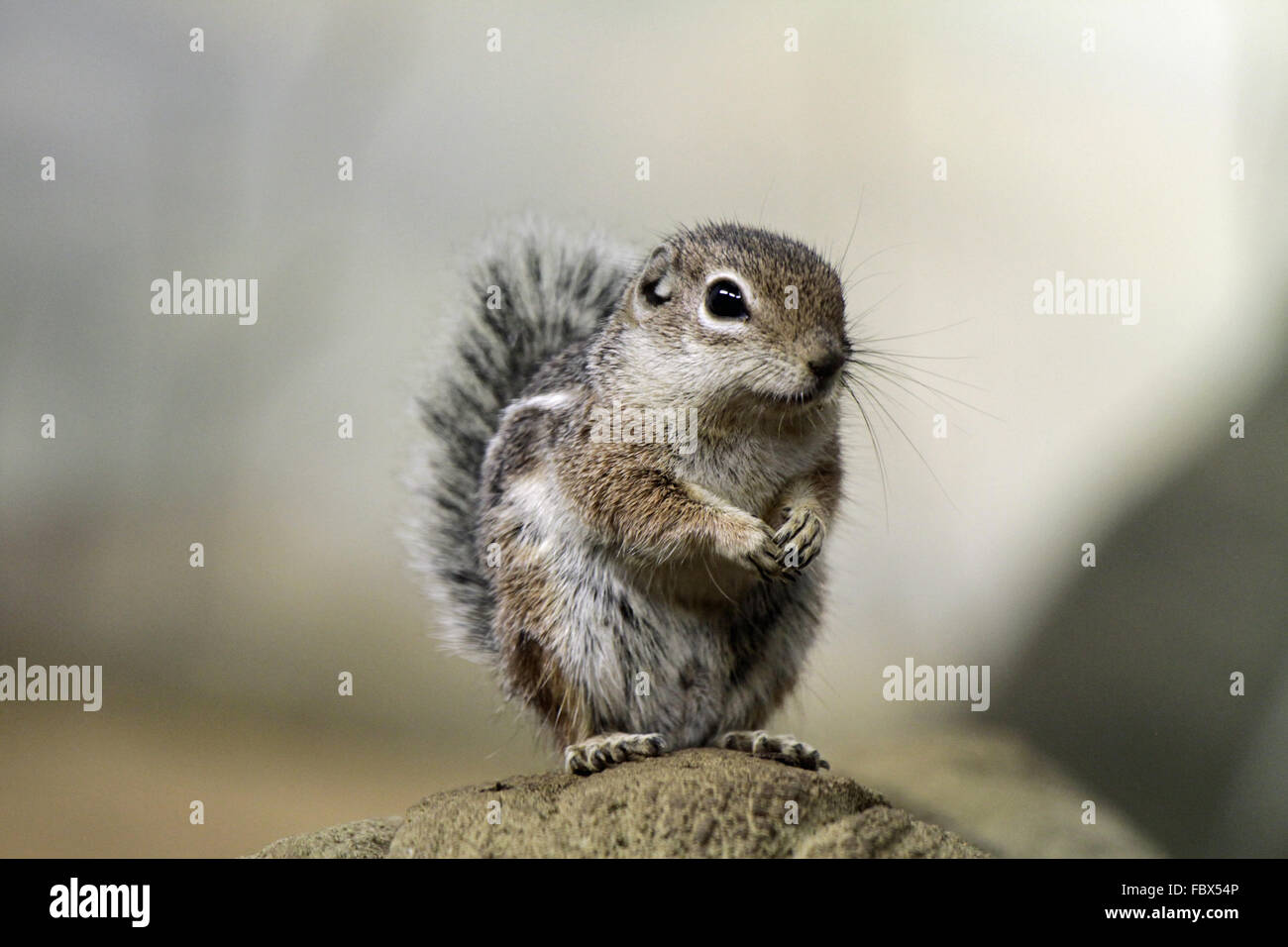 Arctic gopher hi-res stock photography and images - Alamy