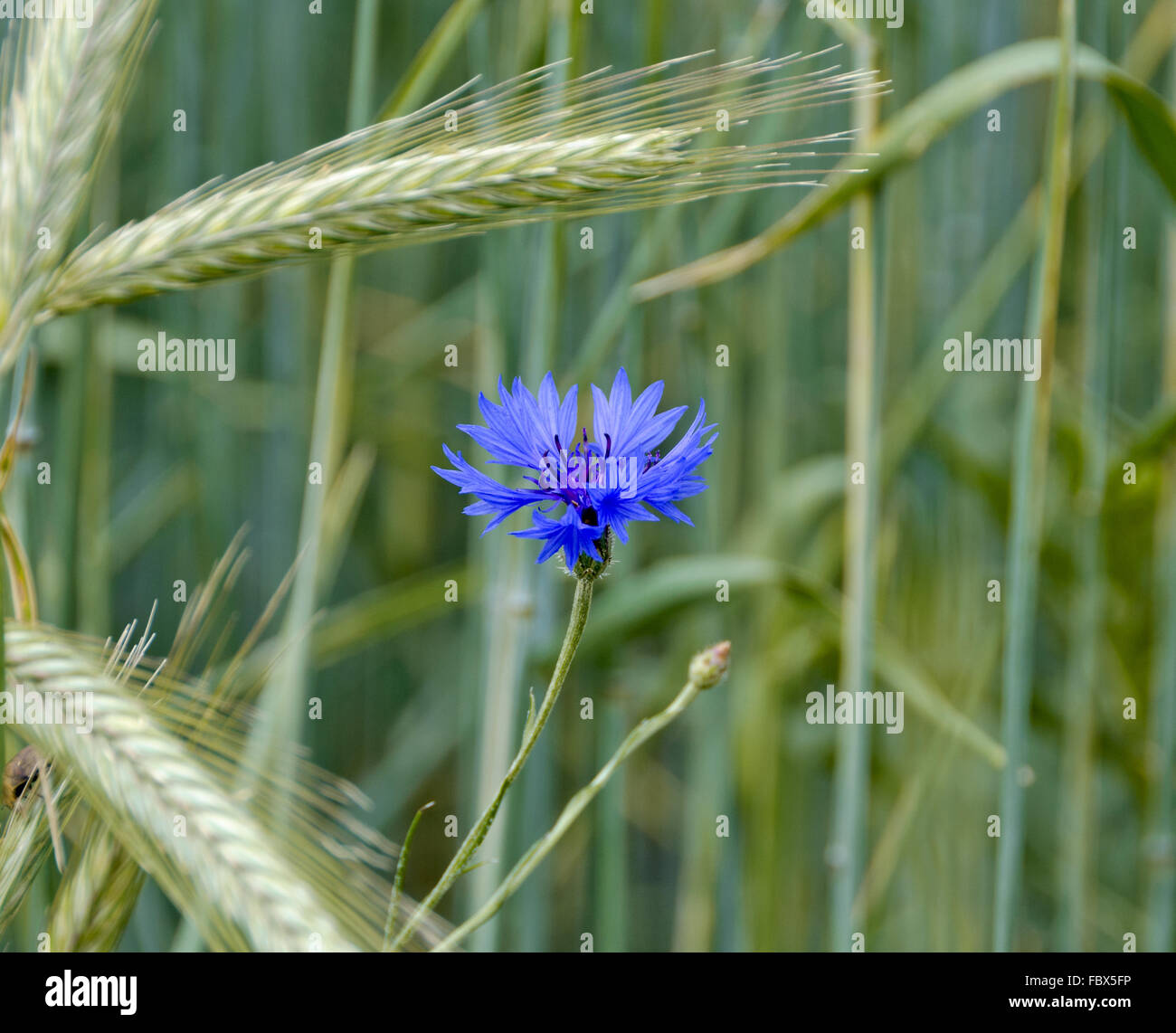 Blue cornflower hi-res stock photography and images - Alamy