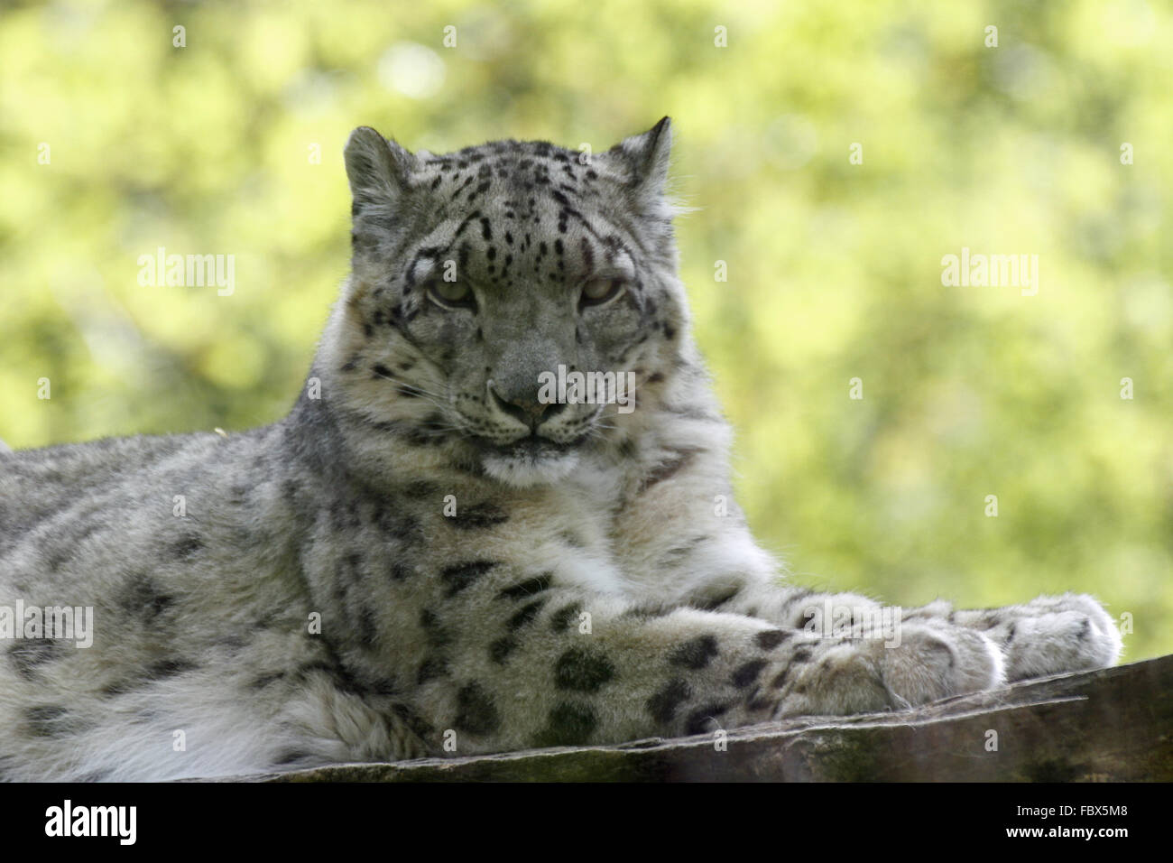 Leopard afrika hi-res stock photography and images - Alamy