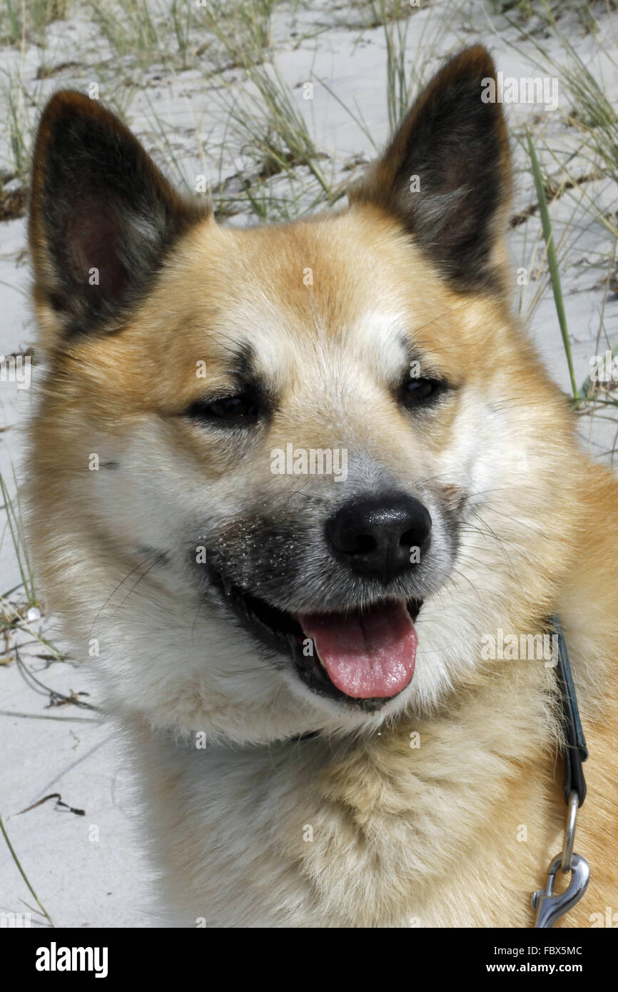 Icelandic Sheepdog Head High Resolution Stock Photography and Images ...