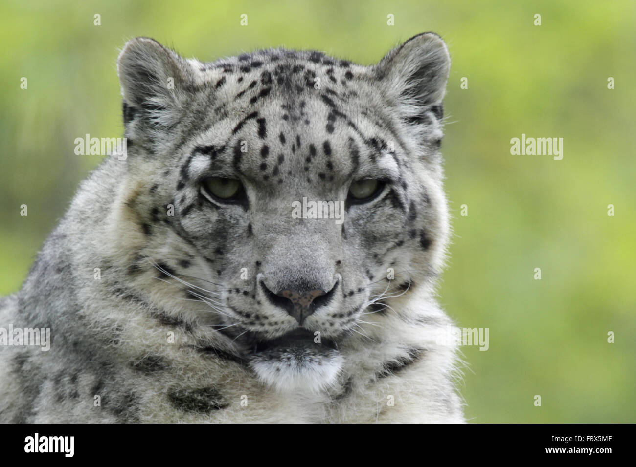 Schneeleopard hi-res stock photography and images - Alamy