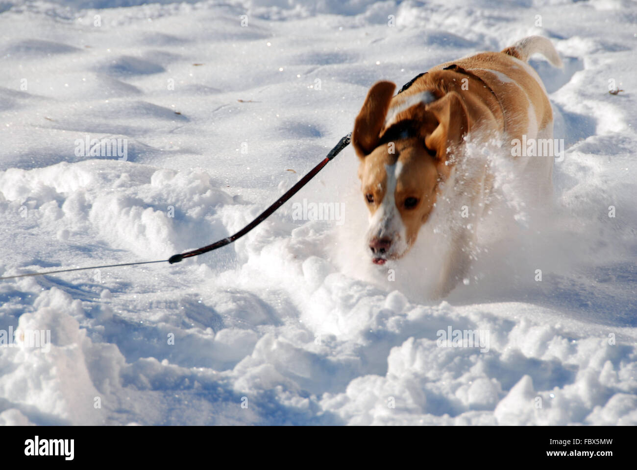 Dog running in snow Stock Photo - Alamy
