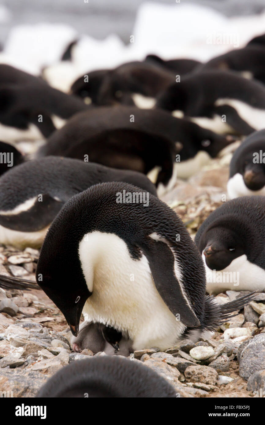 Penguin hatching hi-res stock photography and images - Alamy