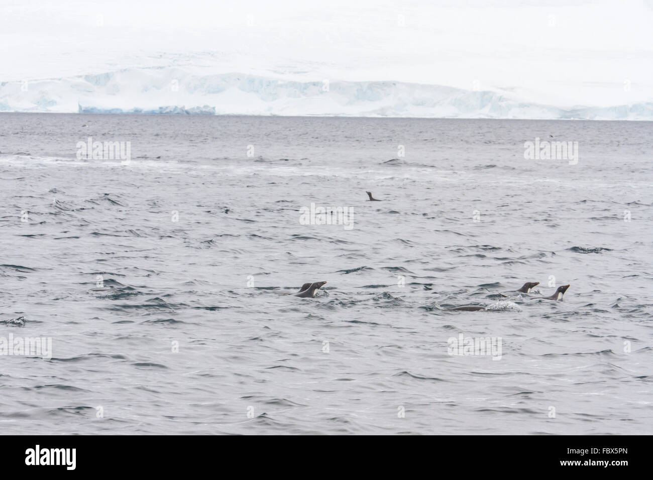 Adelie penguins swimming in open waters of Antarctica Stock Photo - Alamy