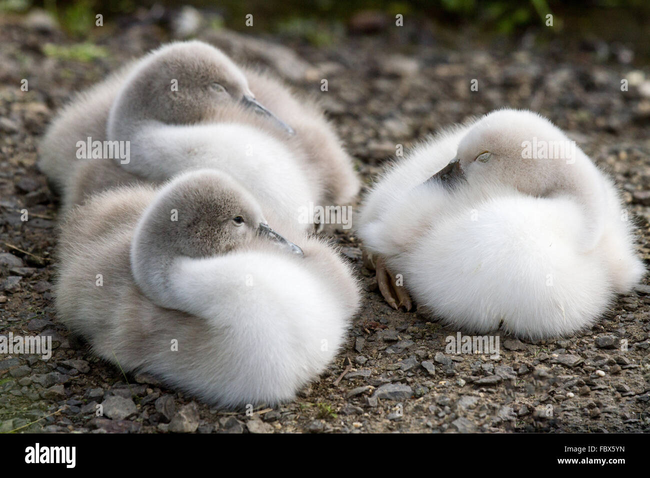 Young swans 2 Stock Photo - Alamy
