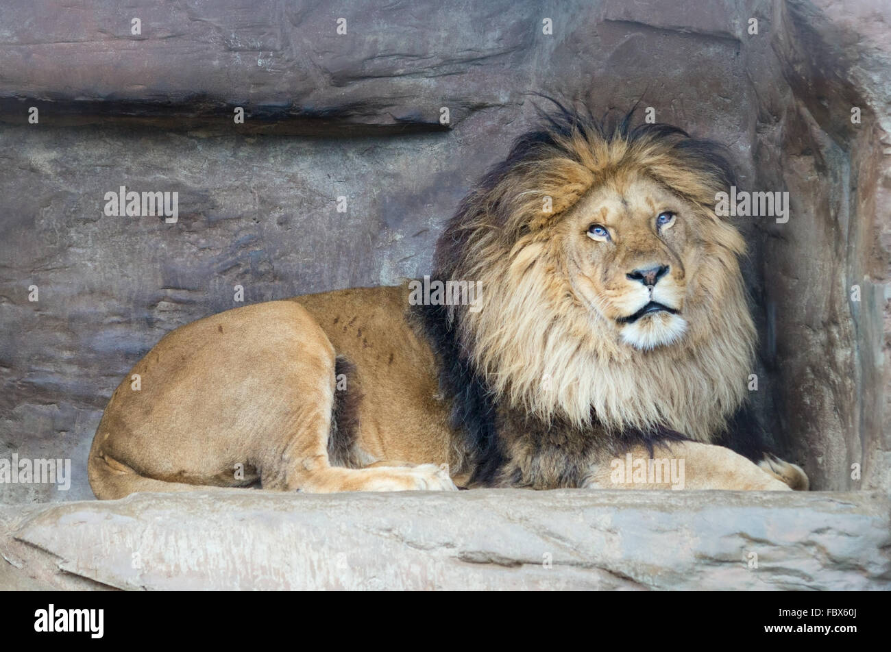 Lion leg and paw hi-res stock photography and images - Alamy