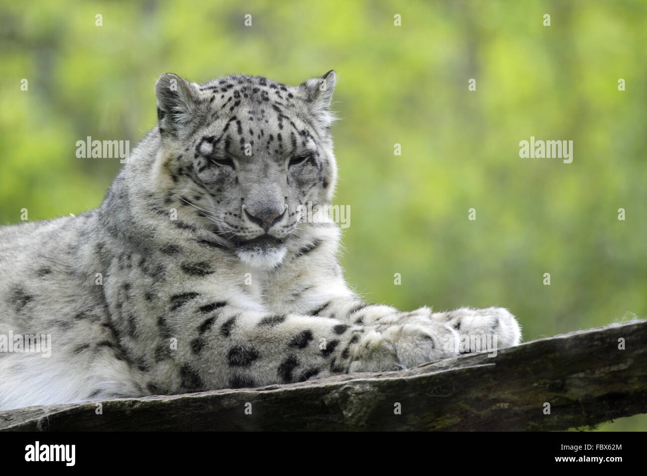 Schneeleopard hi-res stock photography and images - Alamy