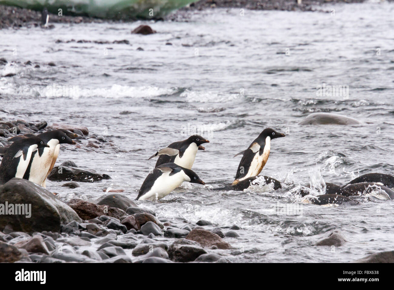 Adelie penguins diving into waters off Paulet Island, Antarctica Stock ...