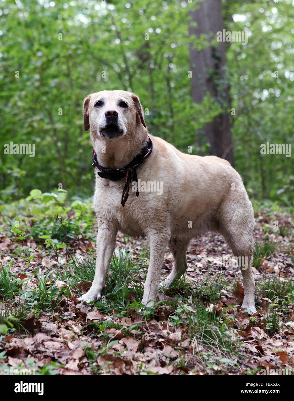 Labrador in the woods hi-res stock photography and images - Alamy