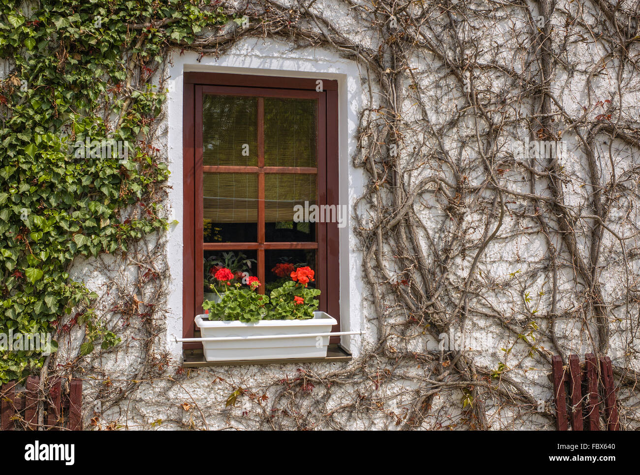 Vine leaves roots hi-res stock photography and images - Alamy