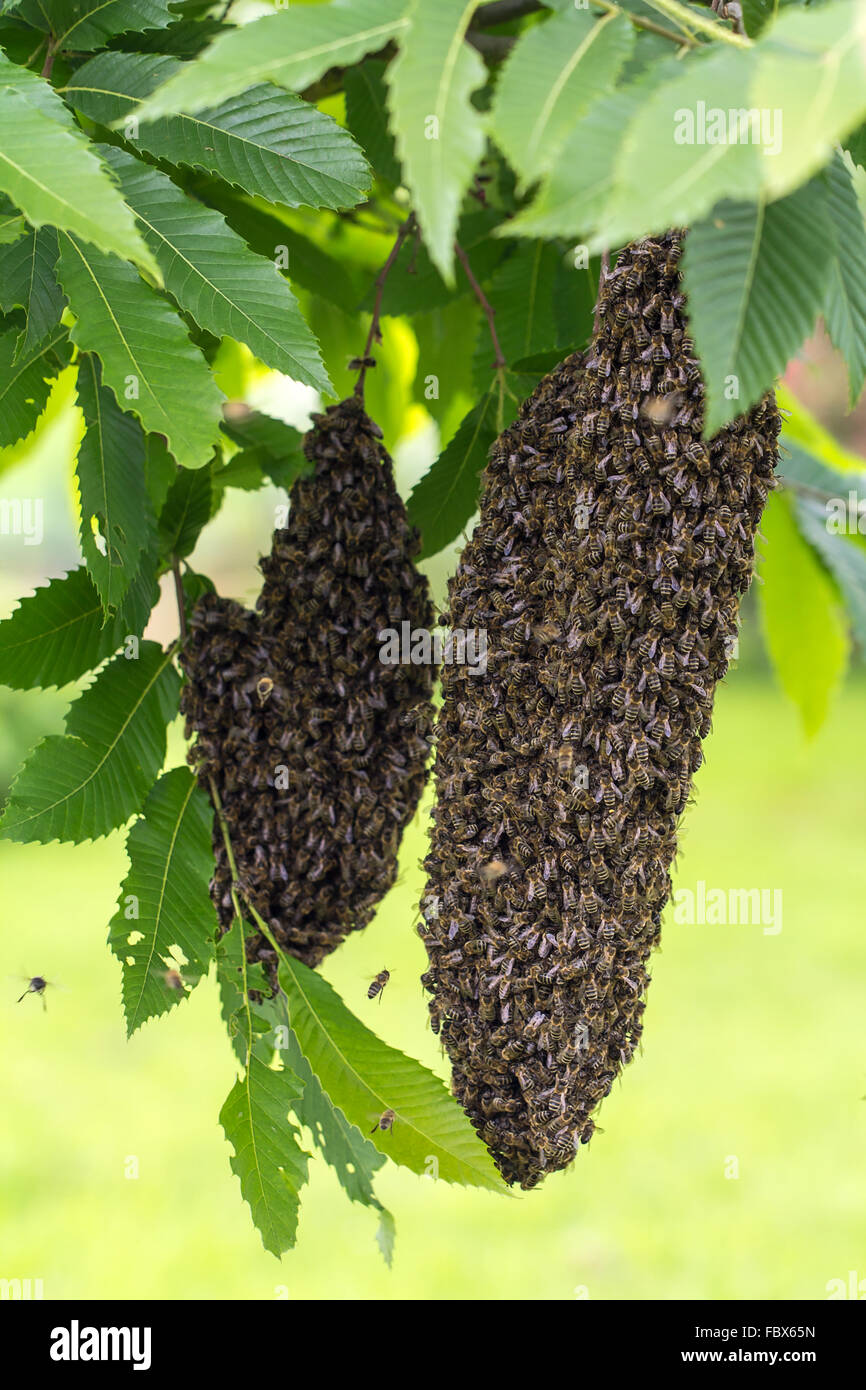 swarming honey bees Stock Photo - Alamy