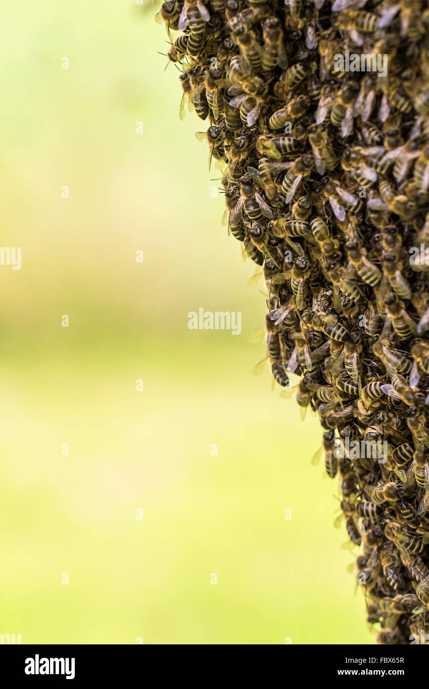 Bienenst hi-res stock photography and images - Alamy