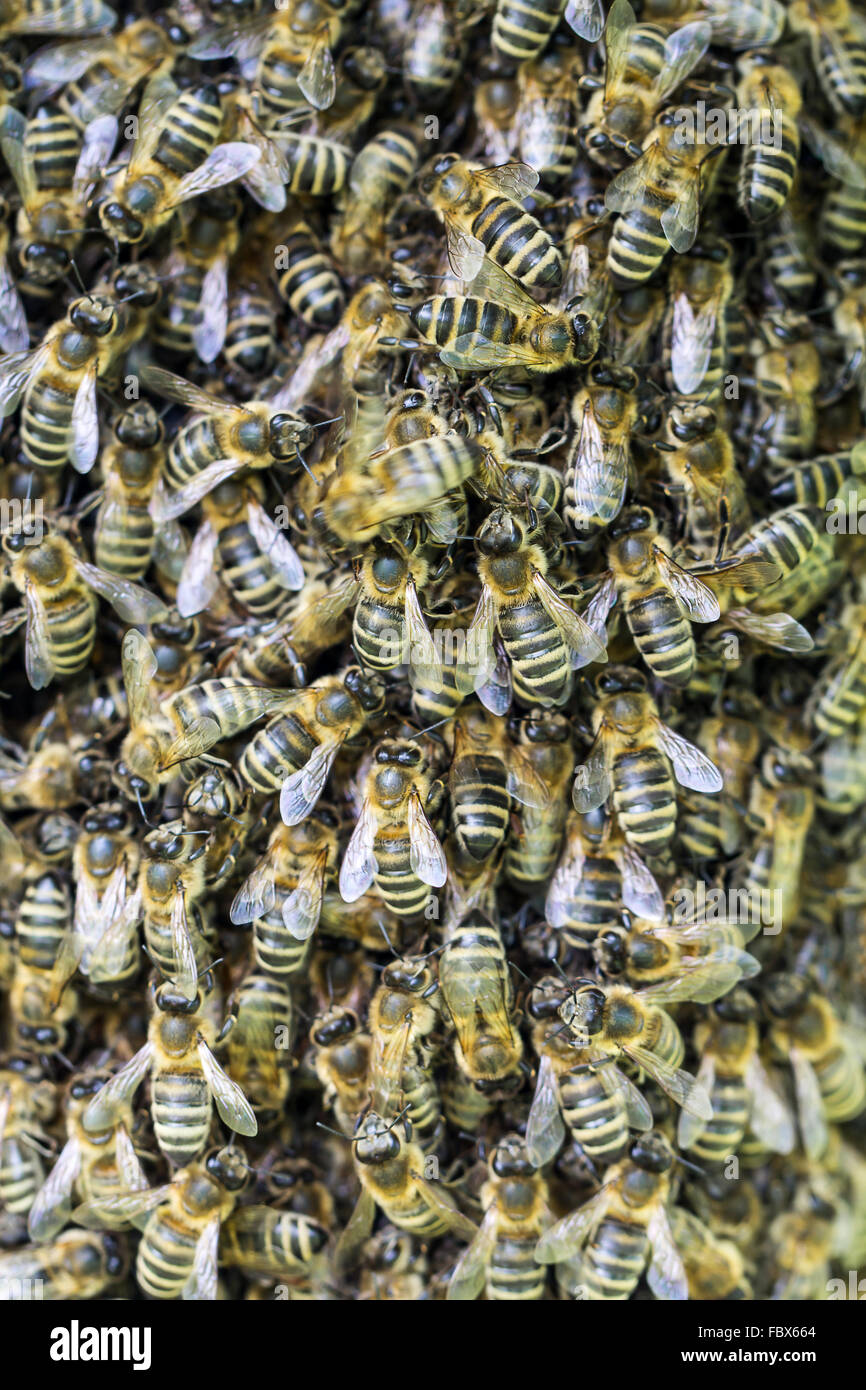 Close up of bees hi-res stock photography and images - Alamy