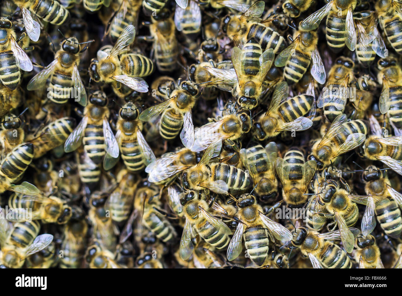 Plants for honey bees hi-res stock photography and images - Alamy