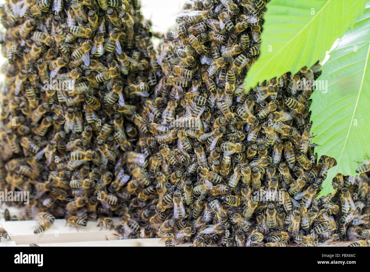 Bees swarming hi-res stock photography and images - Alamy